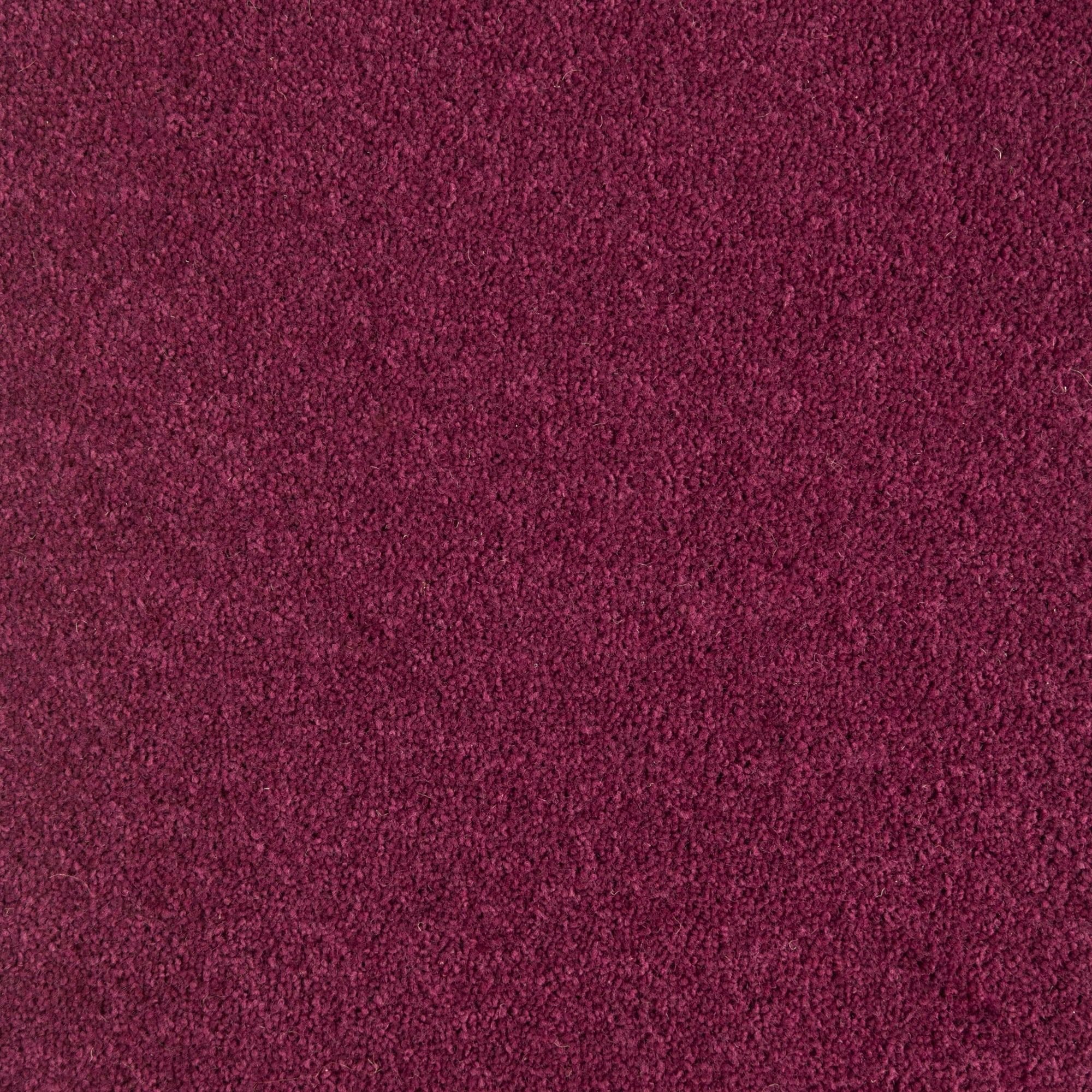 Wentworth: Harwood, Wool Rich Twist Pile Carpet | Penthouse Carpets